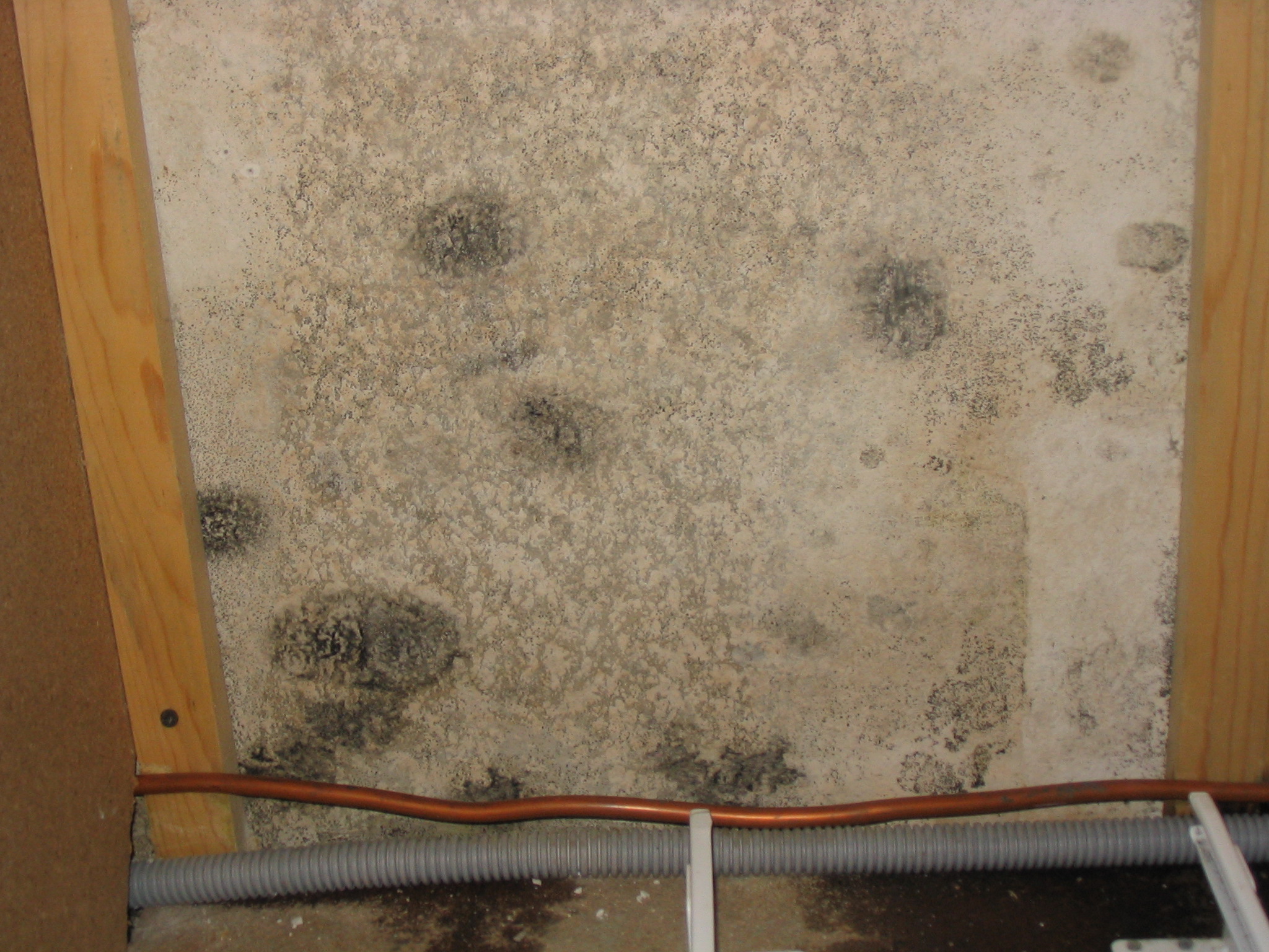 Full-Service Mold Restoration - Apex411